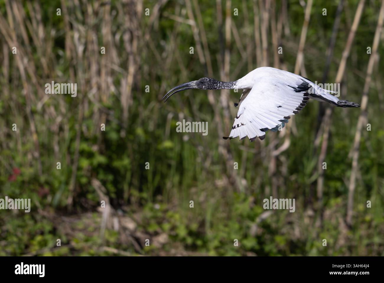 African nature stock hi-res stock photography and images - Alamy