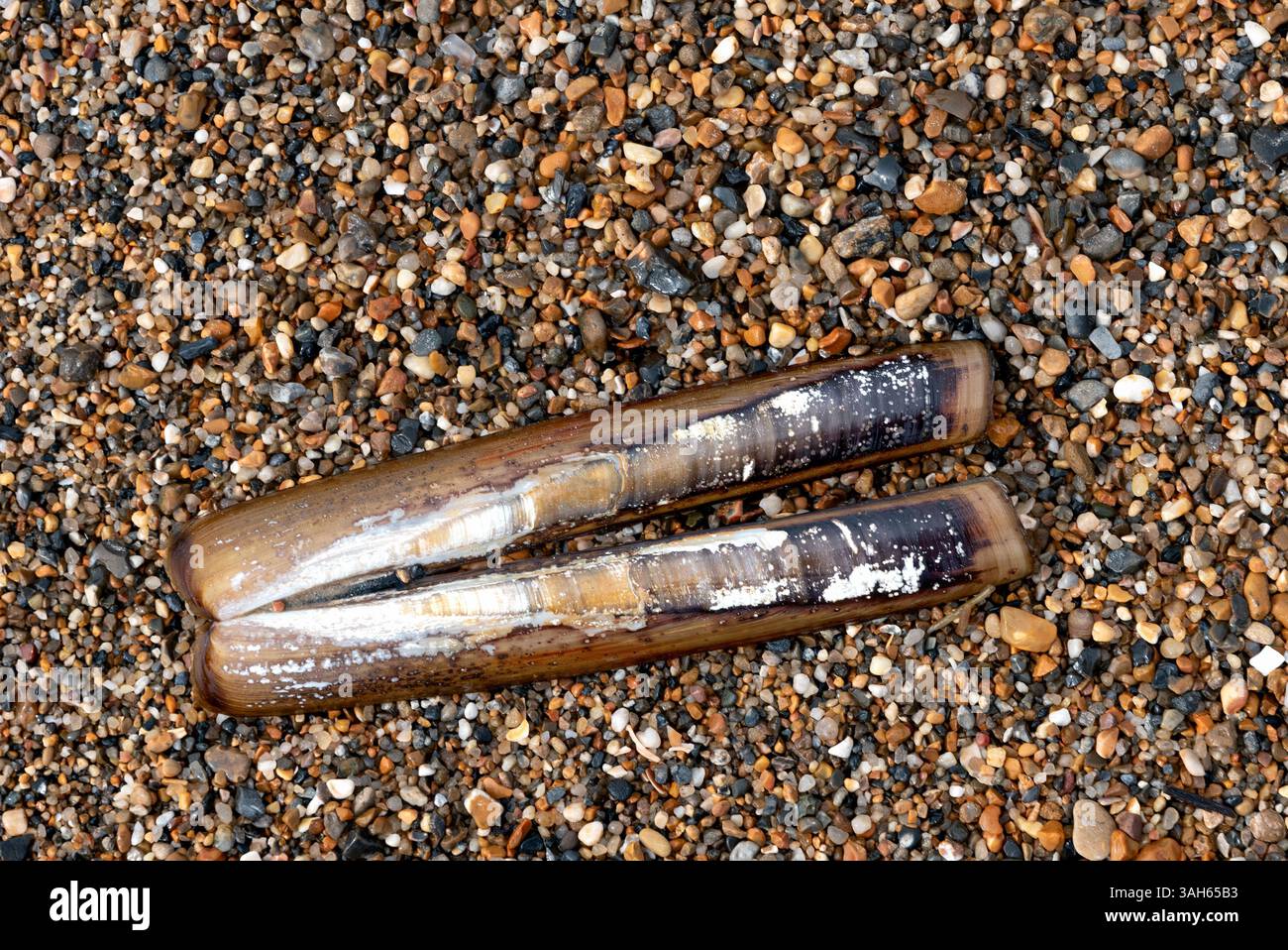 Clam beachcombing hi-res stock photography and images - Alamy