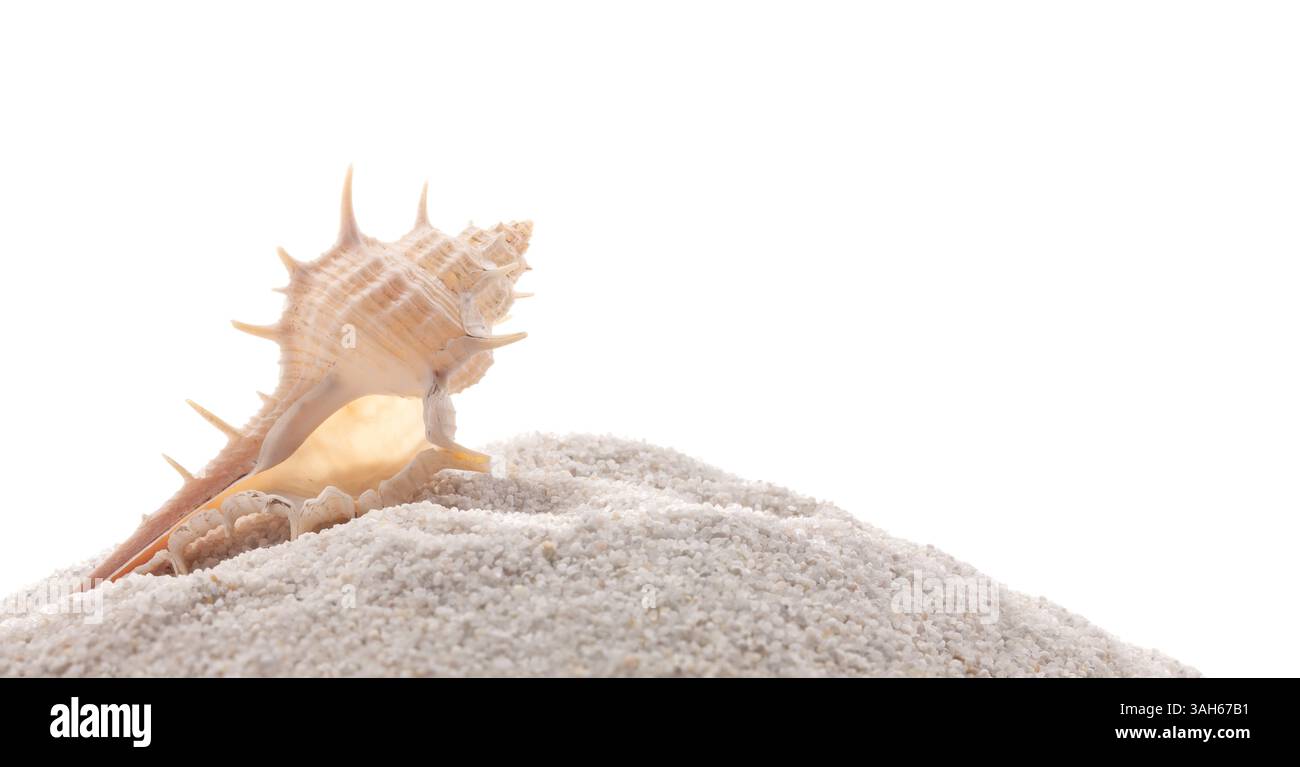 Beautiful exotic sea shell Murex trapa (rare-spined murex) arranged on ...