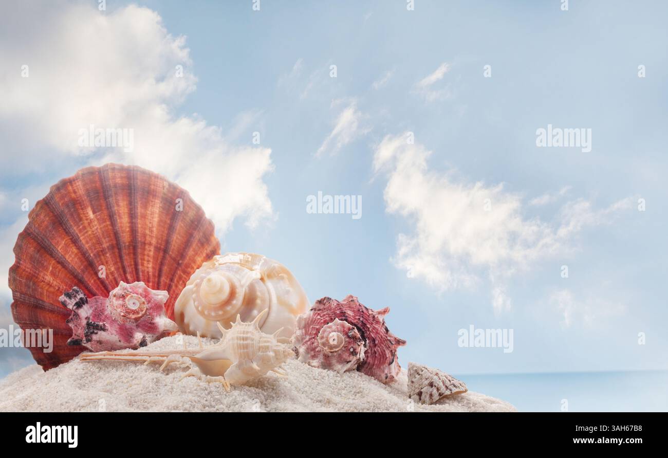 Sea shells on sand on the beach with blue sky and sea background ...