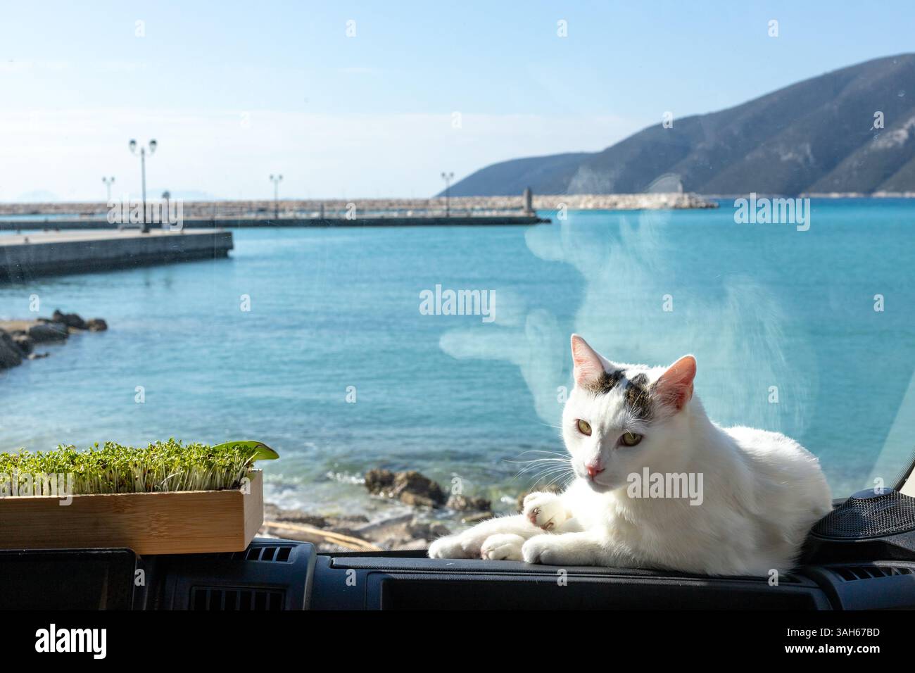 White cat is judging you with its gaze. Where is the meat, human Stock ...
