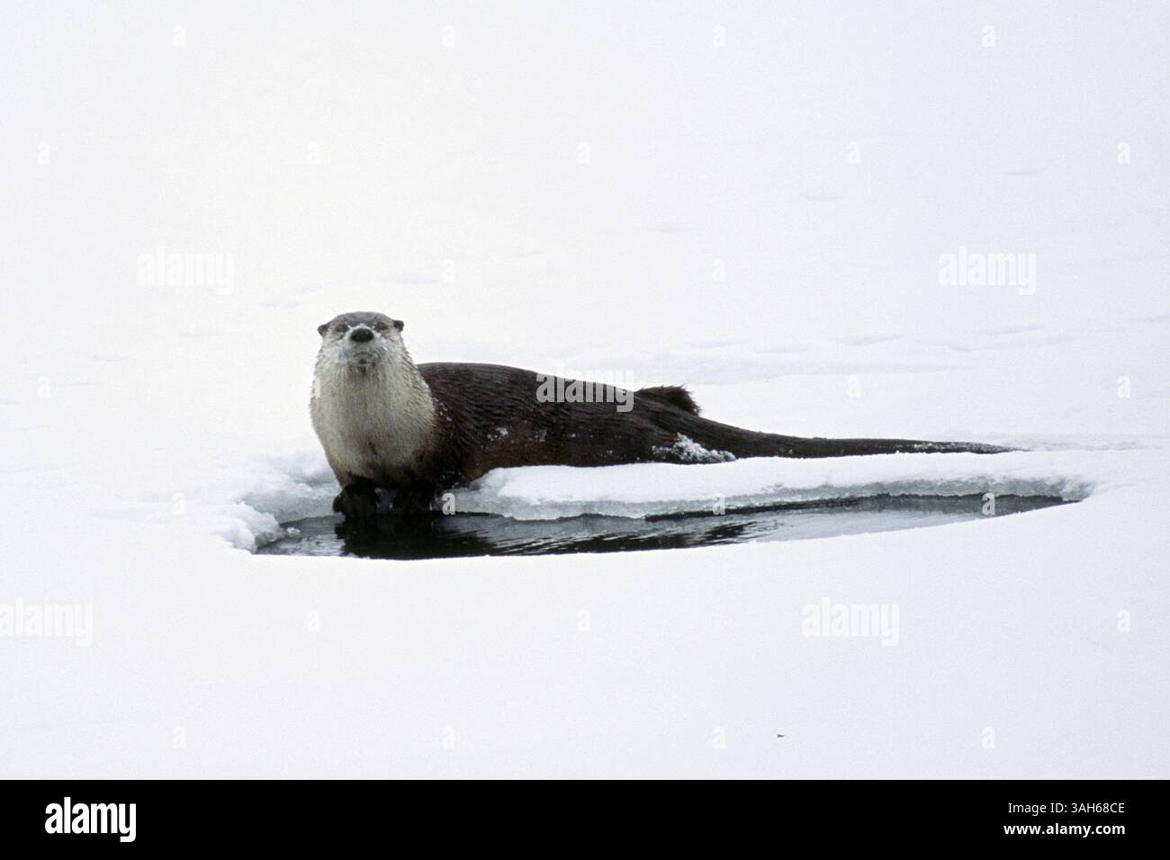 April 24, 2015 - North American River Otter by hole in the ice on Lake ...