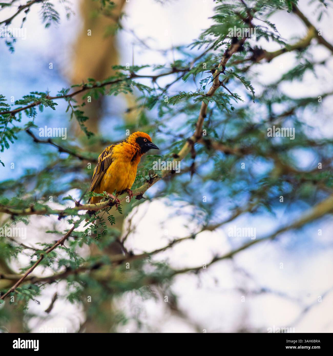 Spekes vavare hi-res stock photography and images - Alamy