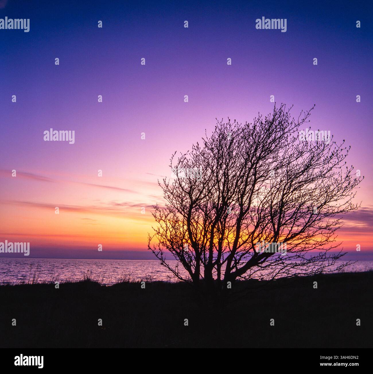 Defoliated plants hi-res stock photography and images - Alamy