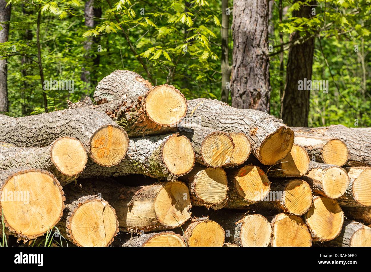 Forest Clearing, Environmental Concept. Cutting down healthy trees and ...