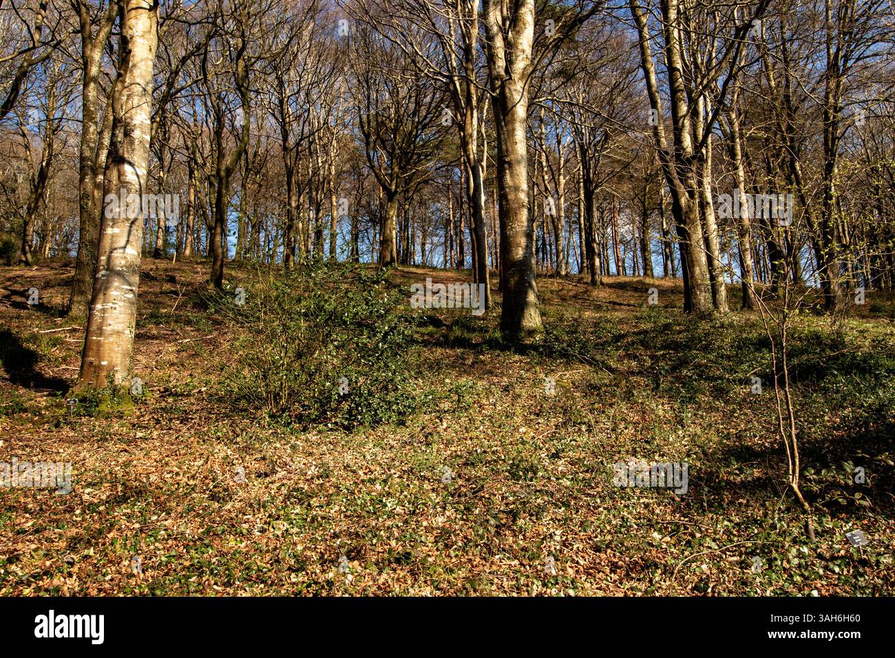 RHS Garden Rosemoor, botanical garden in North Devon, England.Alluring ...