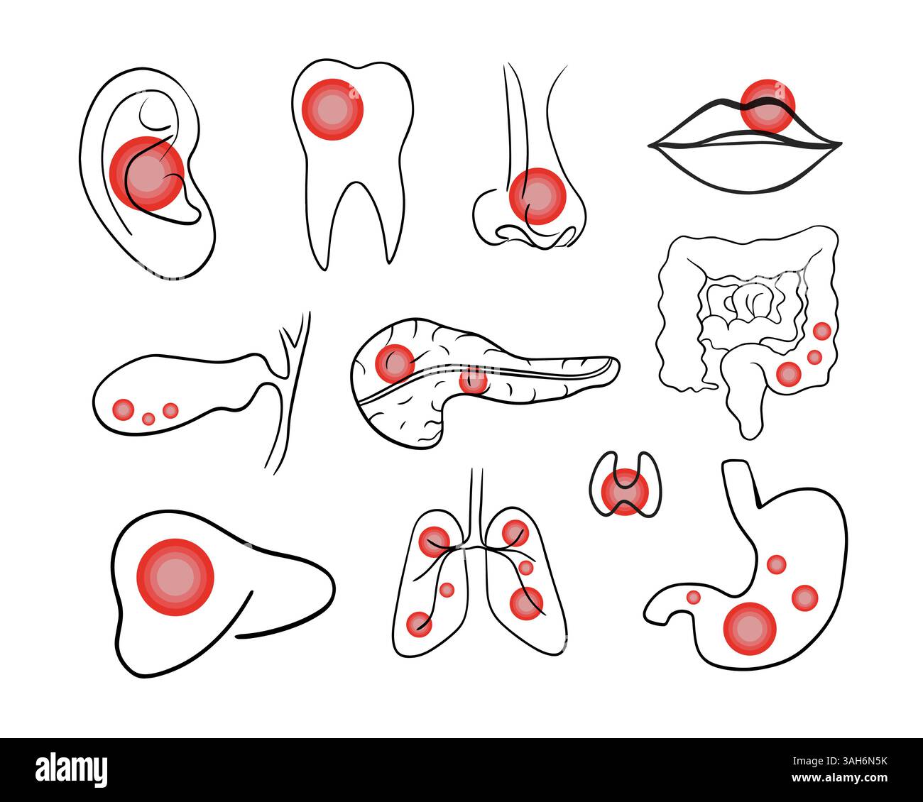 Vector isolated illustration of a set of human organs. Contour drawing ...