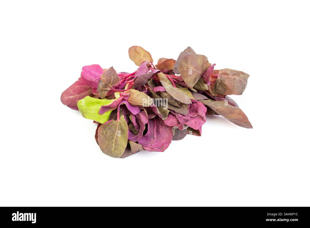 Red orache ,Atriplex hortensis, leaves bouquet fresh washed isolated on ...