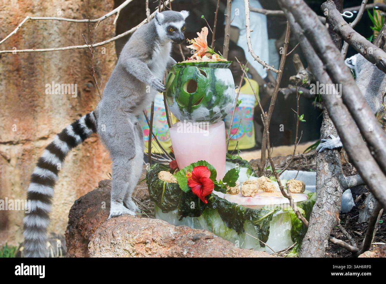 March 31, 2015 - Tampa, Florida, U.S. - EVE EDELHEIT | Times.A ring ...