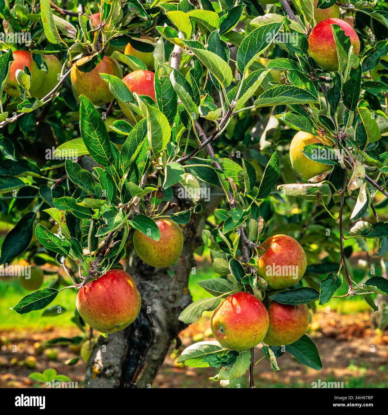 New zealand apples orchard hi-res stock photography and images - Alamy