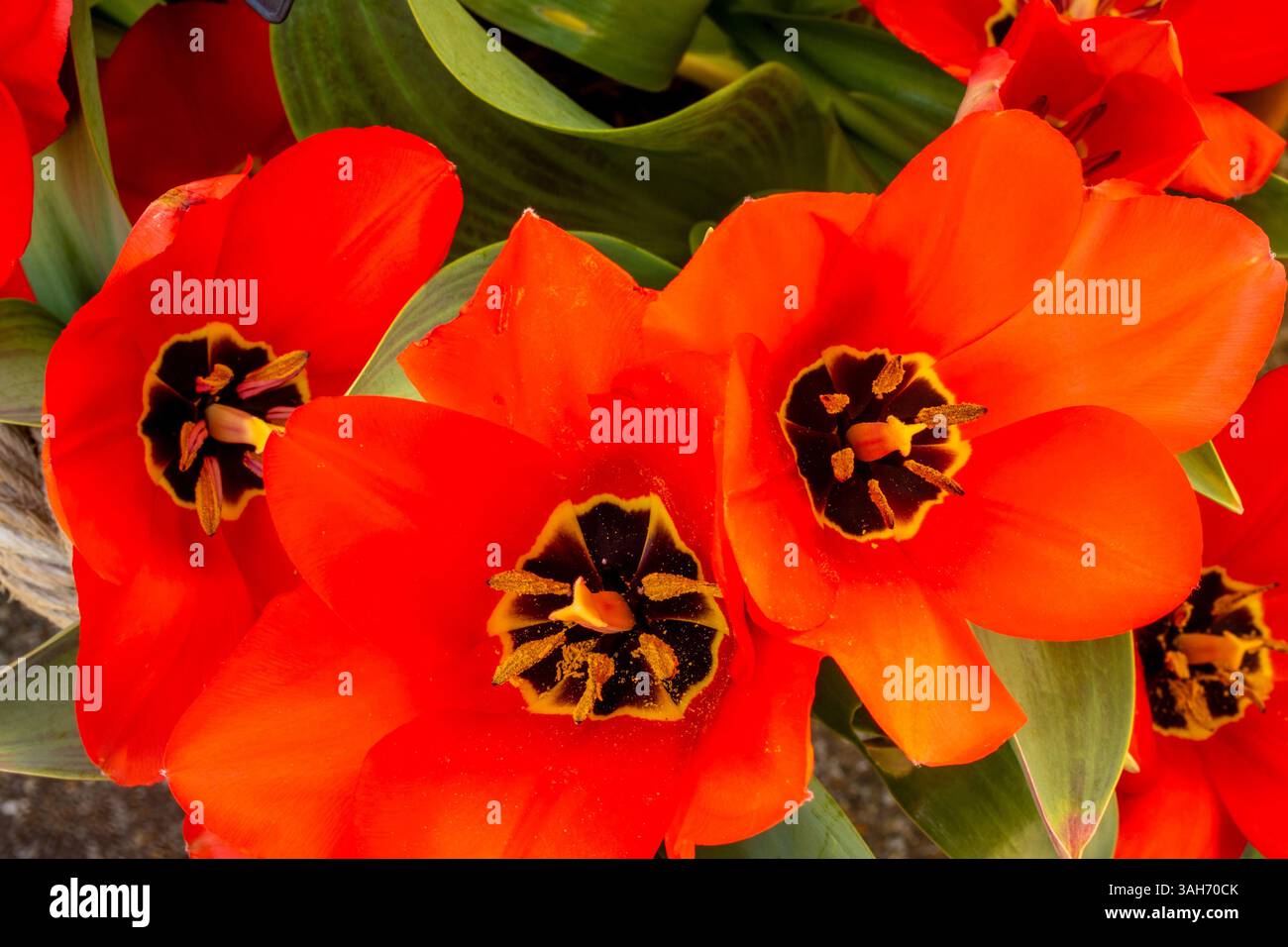 Natural very close up spring flowering plant portrait of Tulipa ...