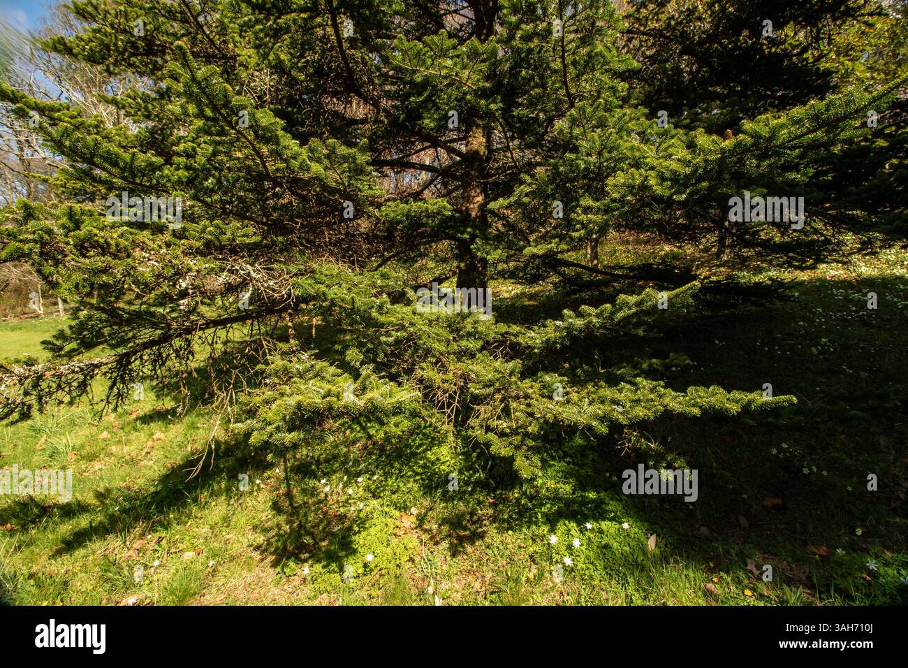 Stately Abies Firma, Japanese fir, standing proud in spring sunshine ...