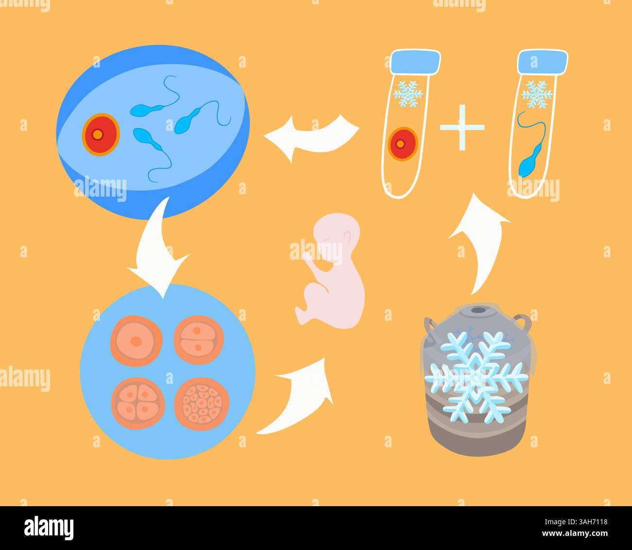 Vector isolated illustration of egg and sperm freezing ...