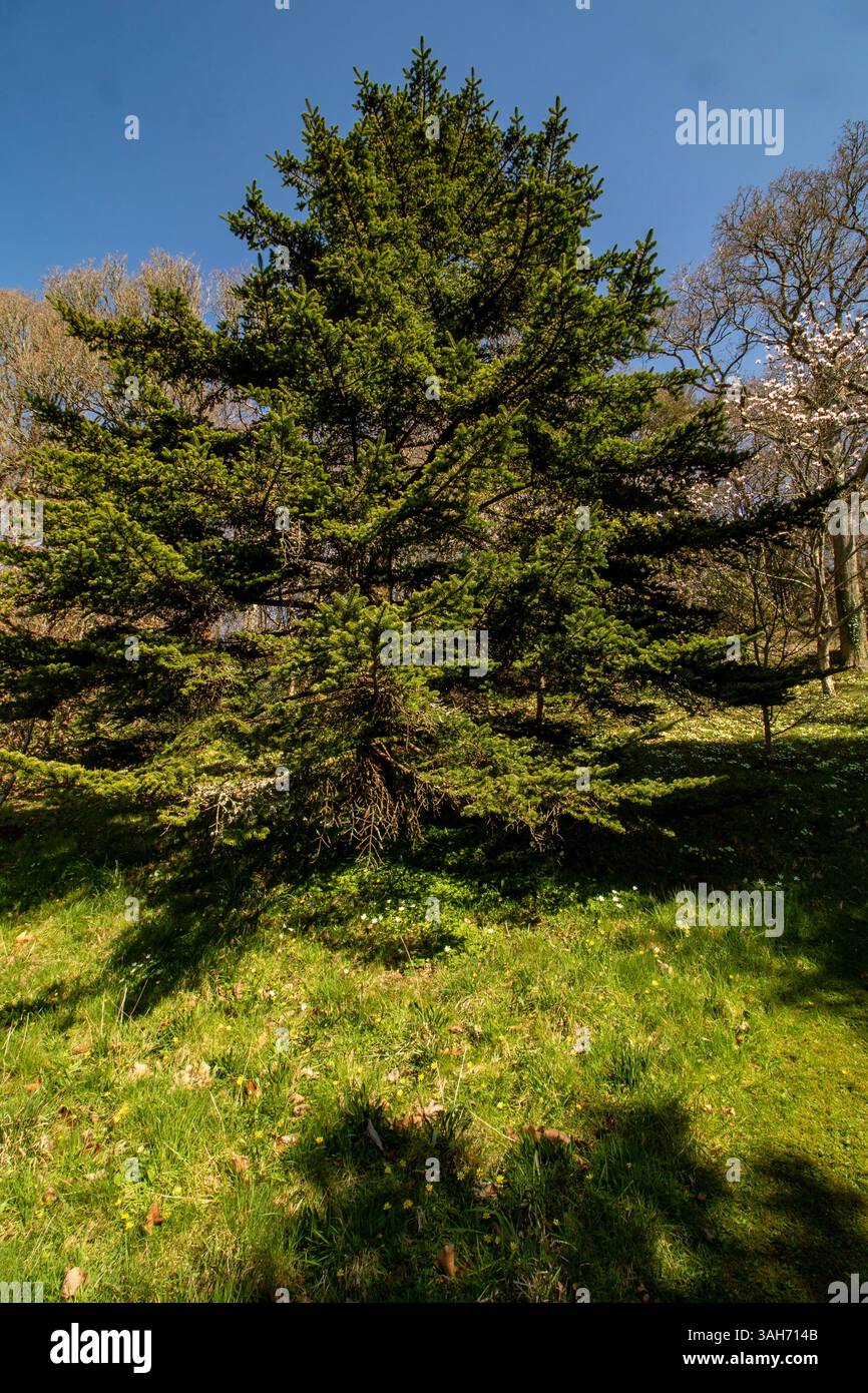 Stately Abies Firma, Japanese fir, standing proud in spring sunshine ...