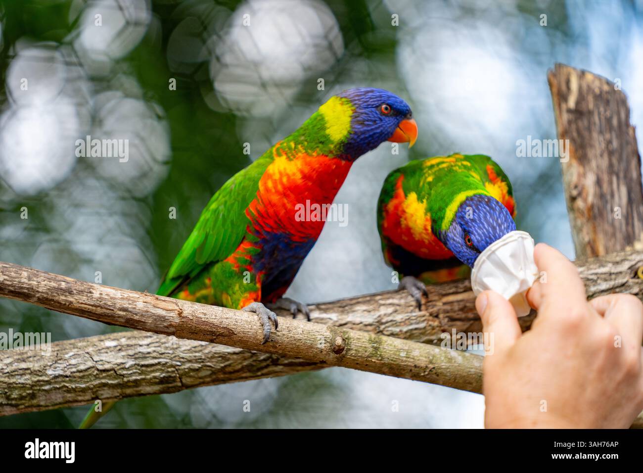 Stock photo of Lorikeets drinking nectar from a paper cup human hand ...