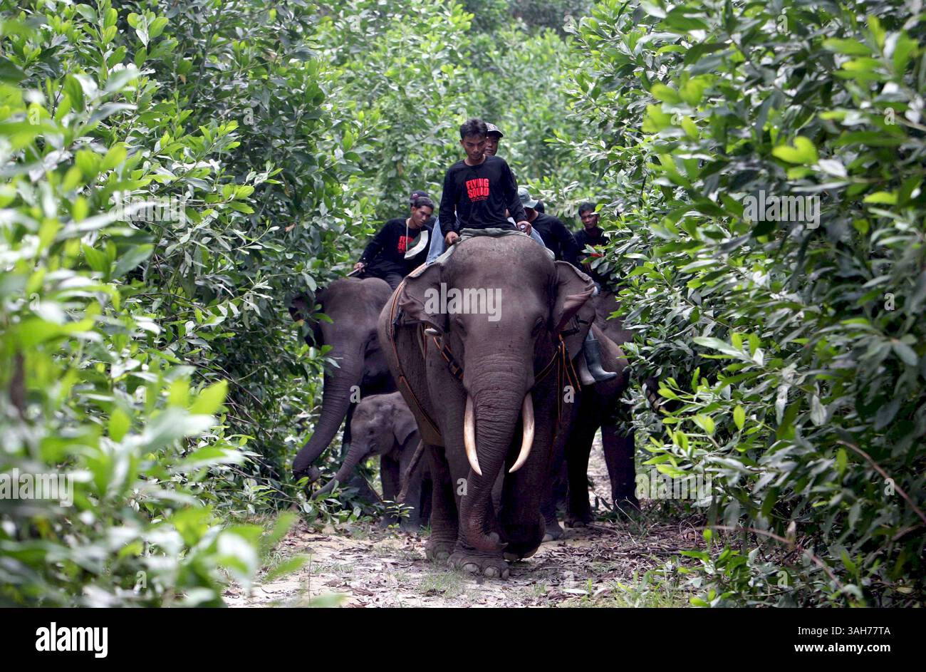 Parque nacional en indonesia hi-res stock photography and images - Alamy