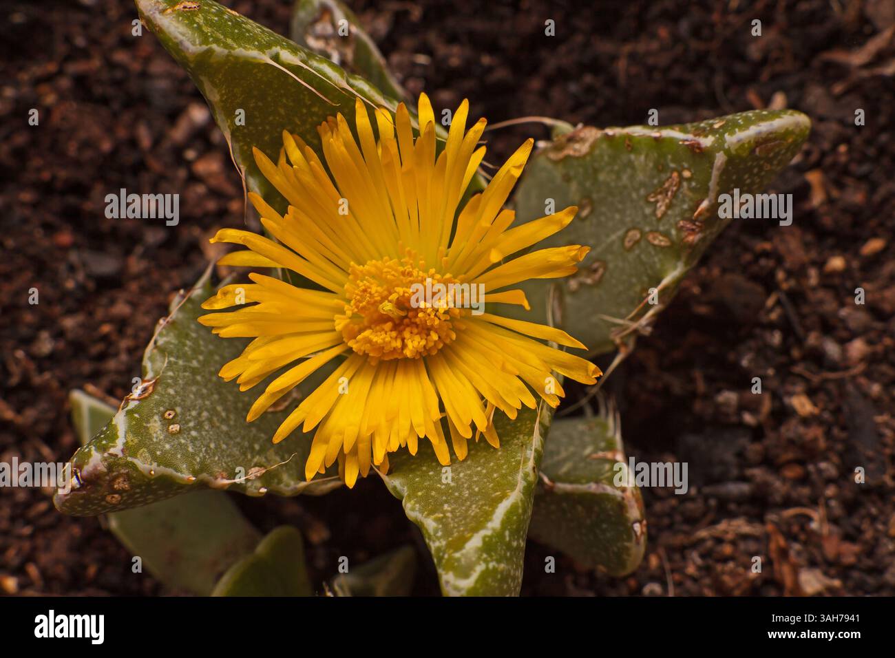 Tigers jaw Tigrigna faucaria flower16132 Stock Photo - Alamy