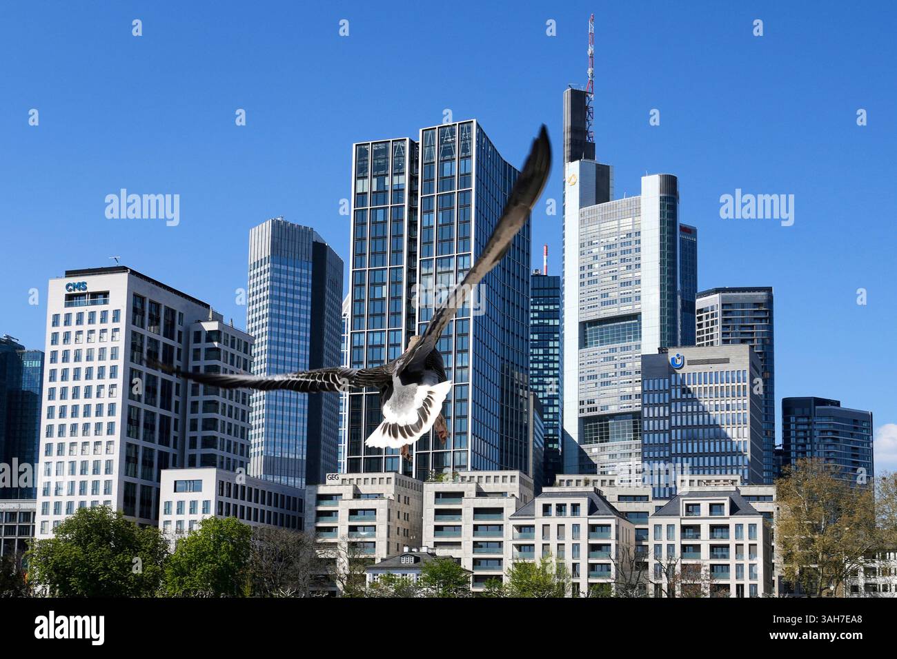 A goose flies in front of Germany's main financial district in ...