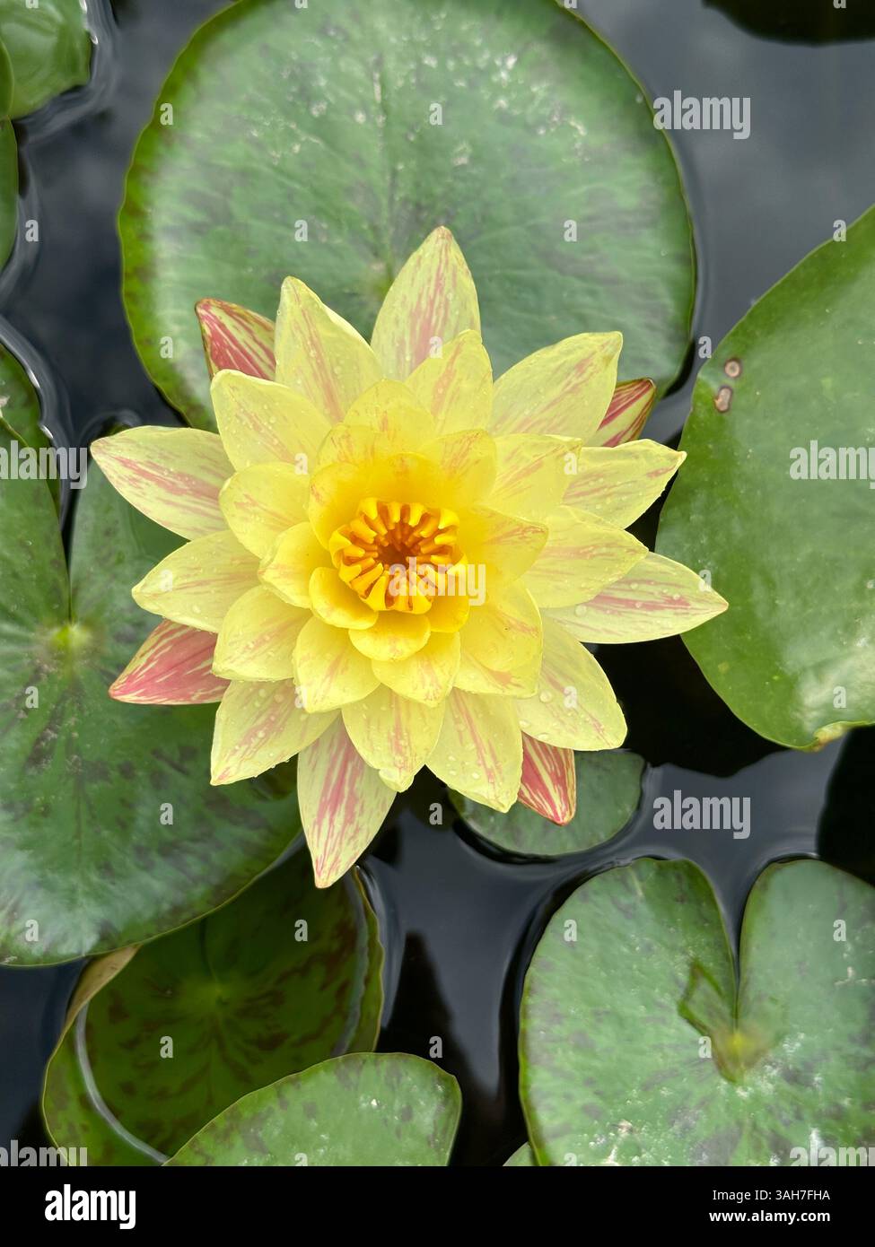 Yellow water lily in full bloom, surrounded by lush green lily pads ...