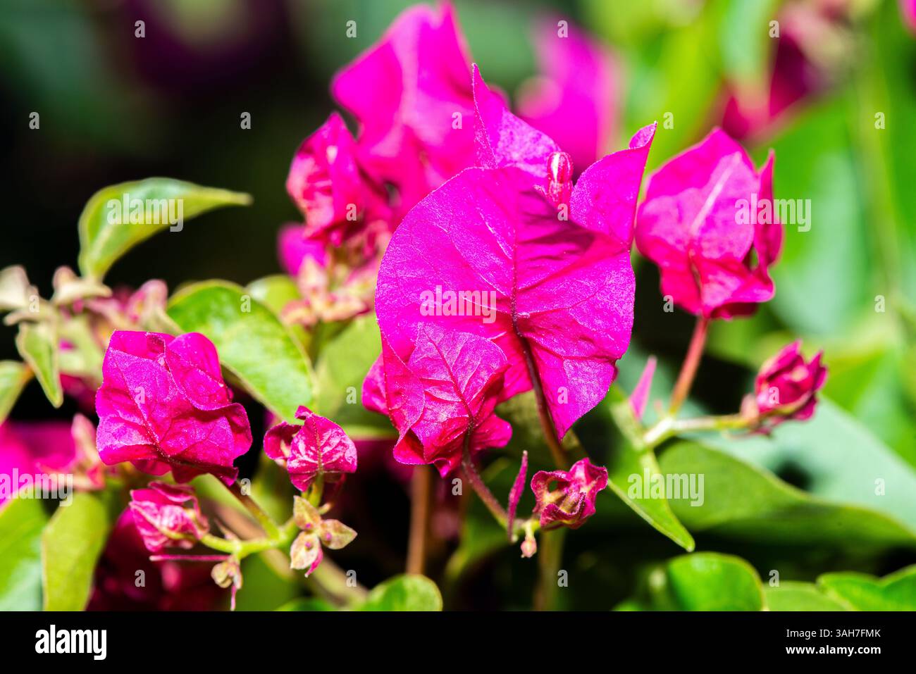 An up-close macro photograph showcasing the intricate textures and ...
