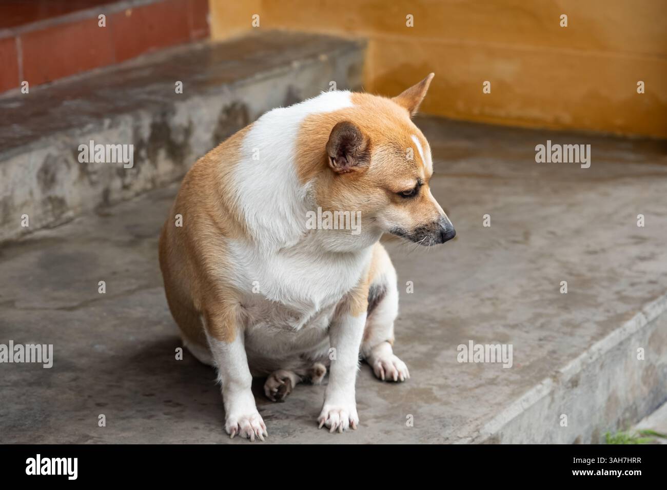 Dog with owner sad hi-res stock photography and images - Alamy
