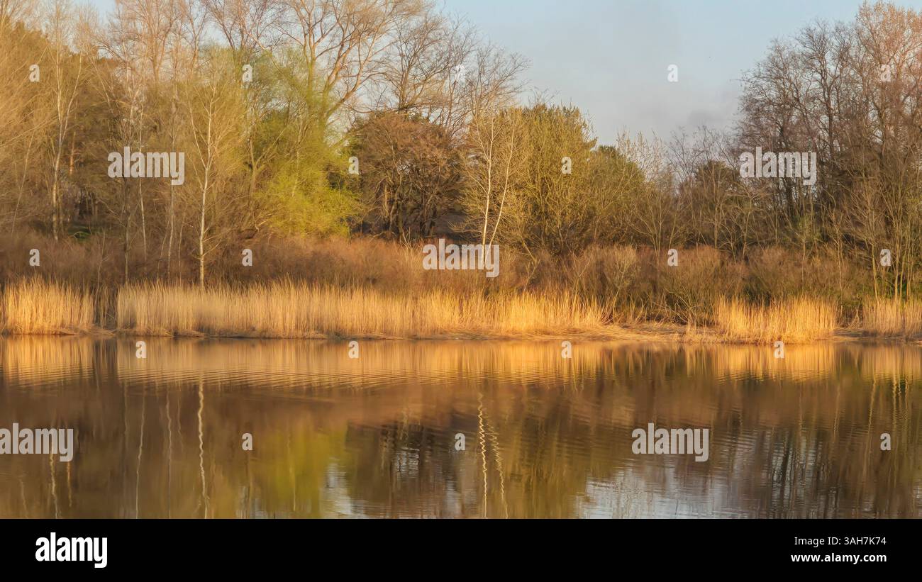 Large pond surrounded by trees and plants. Camping. Spring landscape. Blue sky Stock Photo - Alamy
