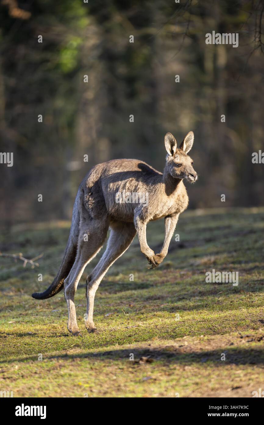 eastern grey kangaroo Stock Photo - Alamy