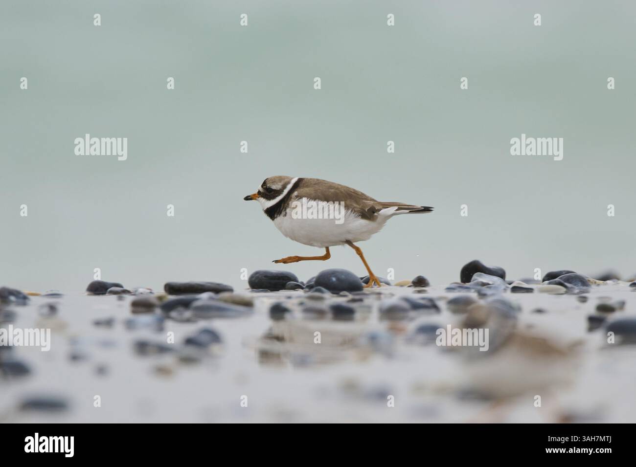 common ringed plover Stock Photo - Alamy