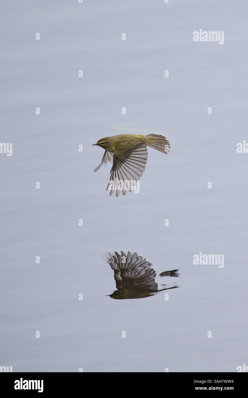 Chiffchaff phylloscopus collybita flies hi-res stock photography and ...