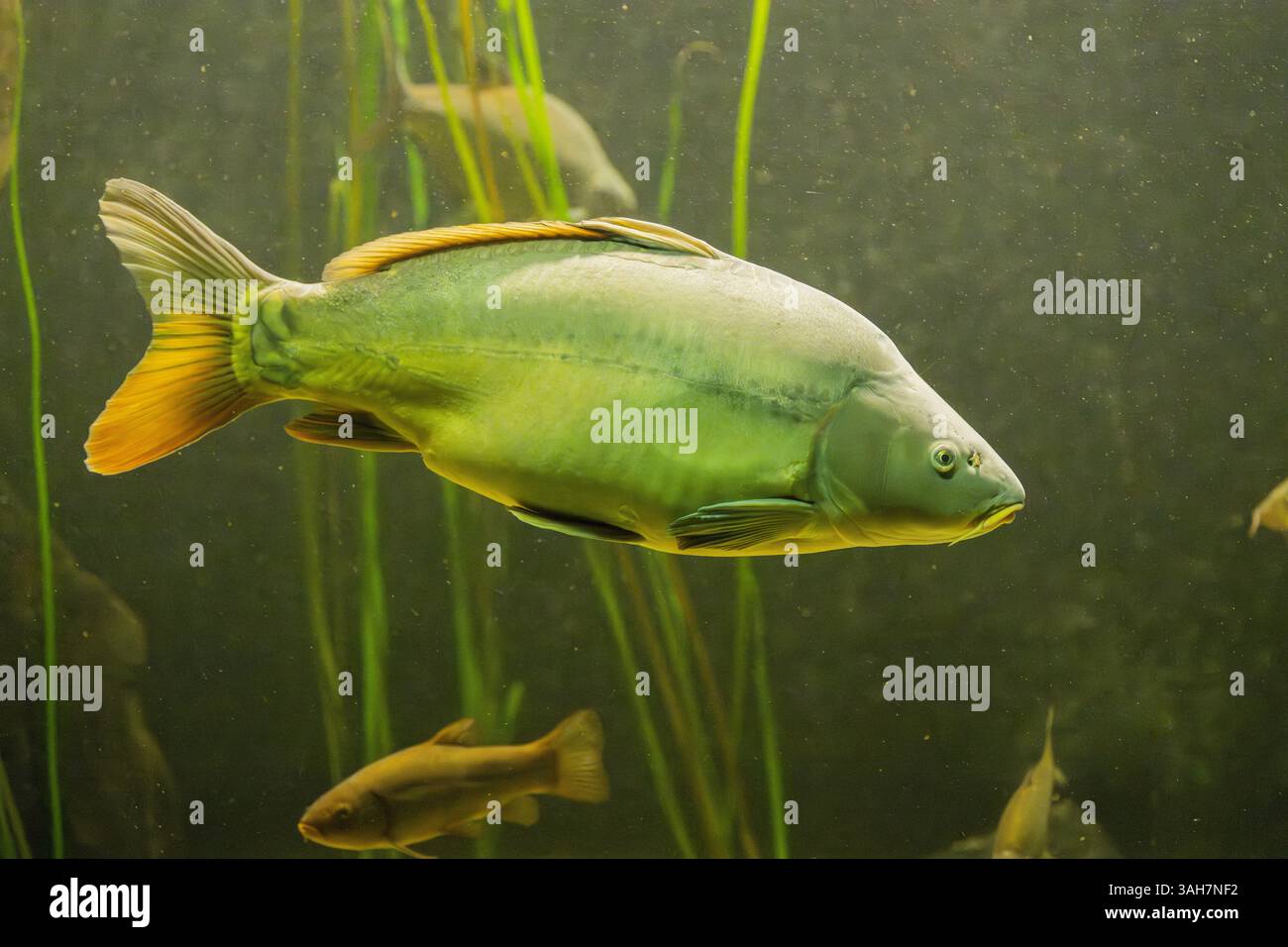 Side view common carp swimming hi-res stock photography and images - Alamy