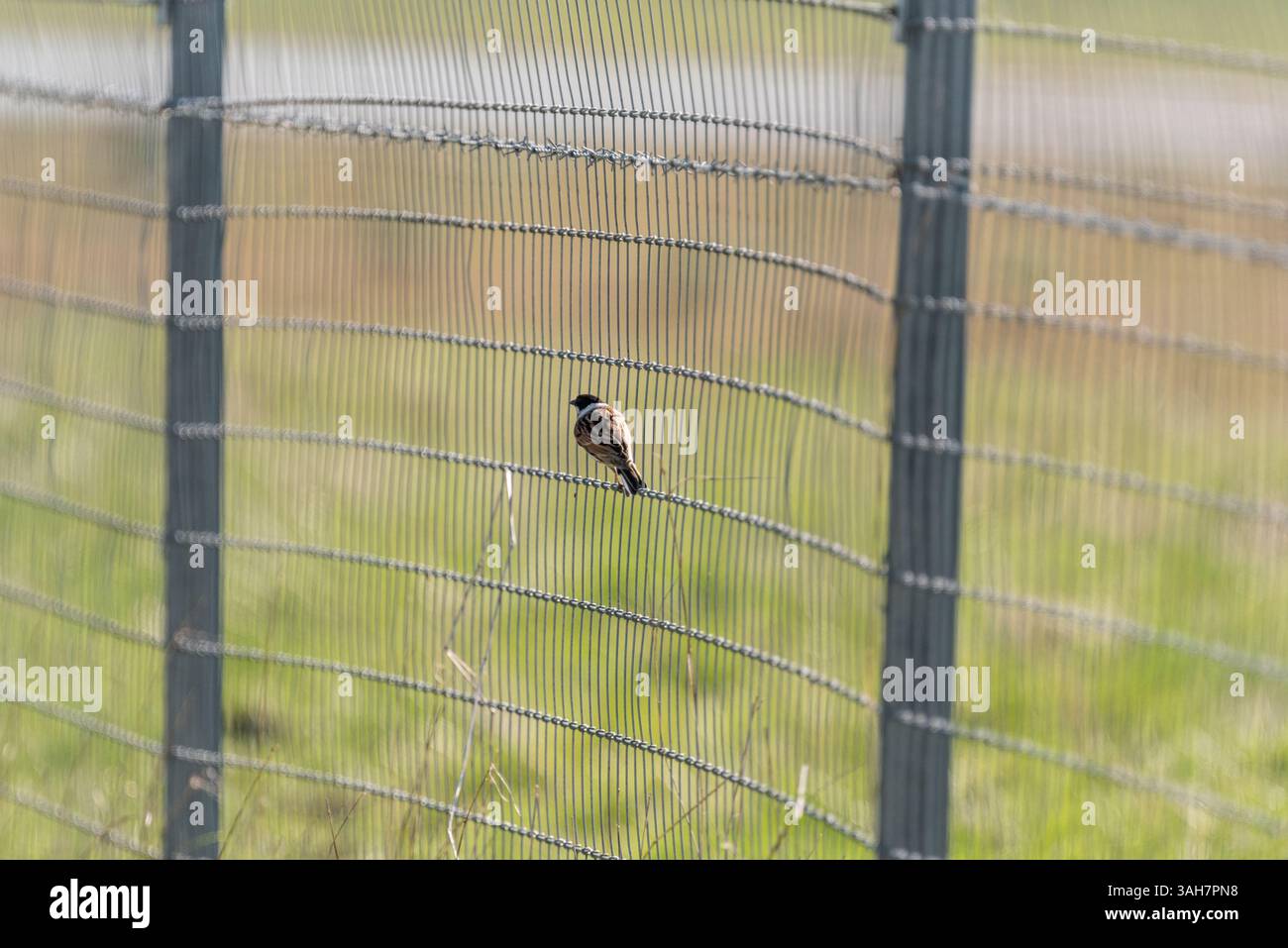 Reed Bunting (Emberiza schoeniclus) perched on the metal fence at Blue ...