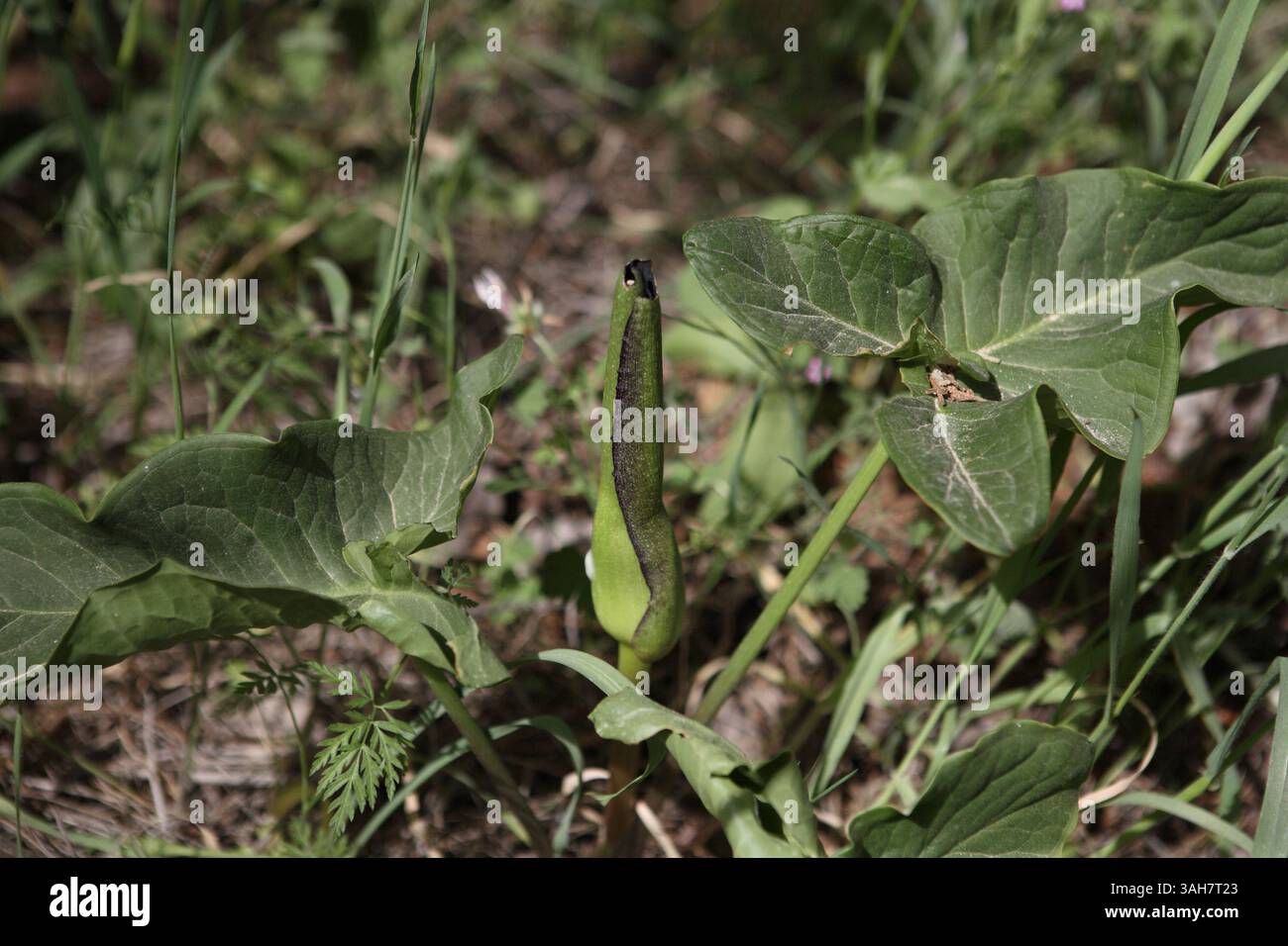 Bud of a Palestine Arum, Black Calla, Priest's Hood or Solomon's Lily ...