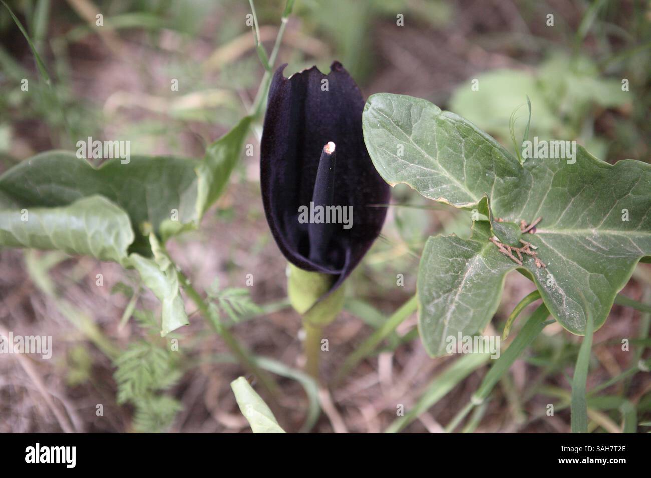 Palestine Arum, in Latin Arum Palaestinum, a medicinal wildflower in ...