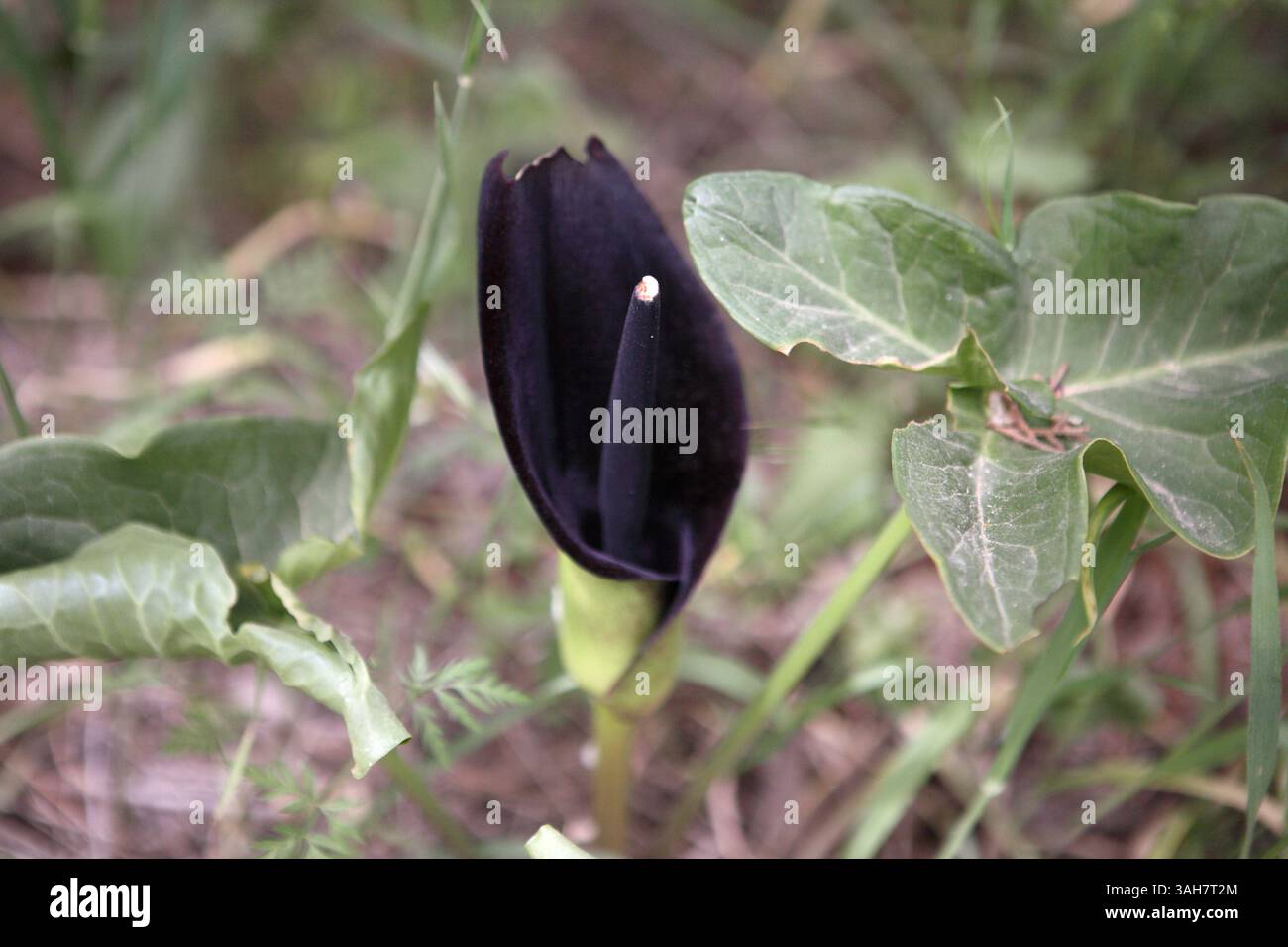 Palestine Arum, in Latin Arum Palaestinum, a medicinal wildflower in ...