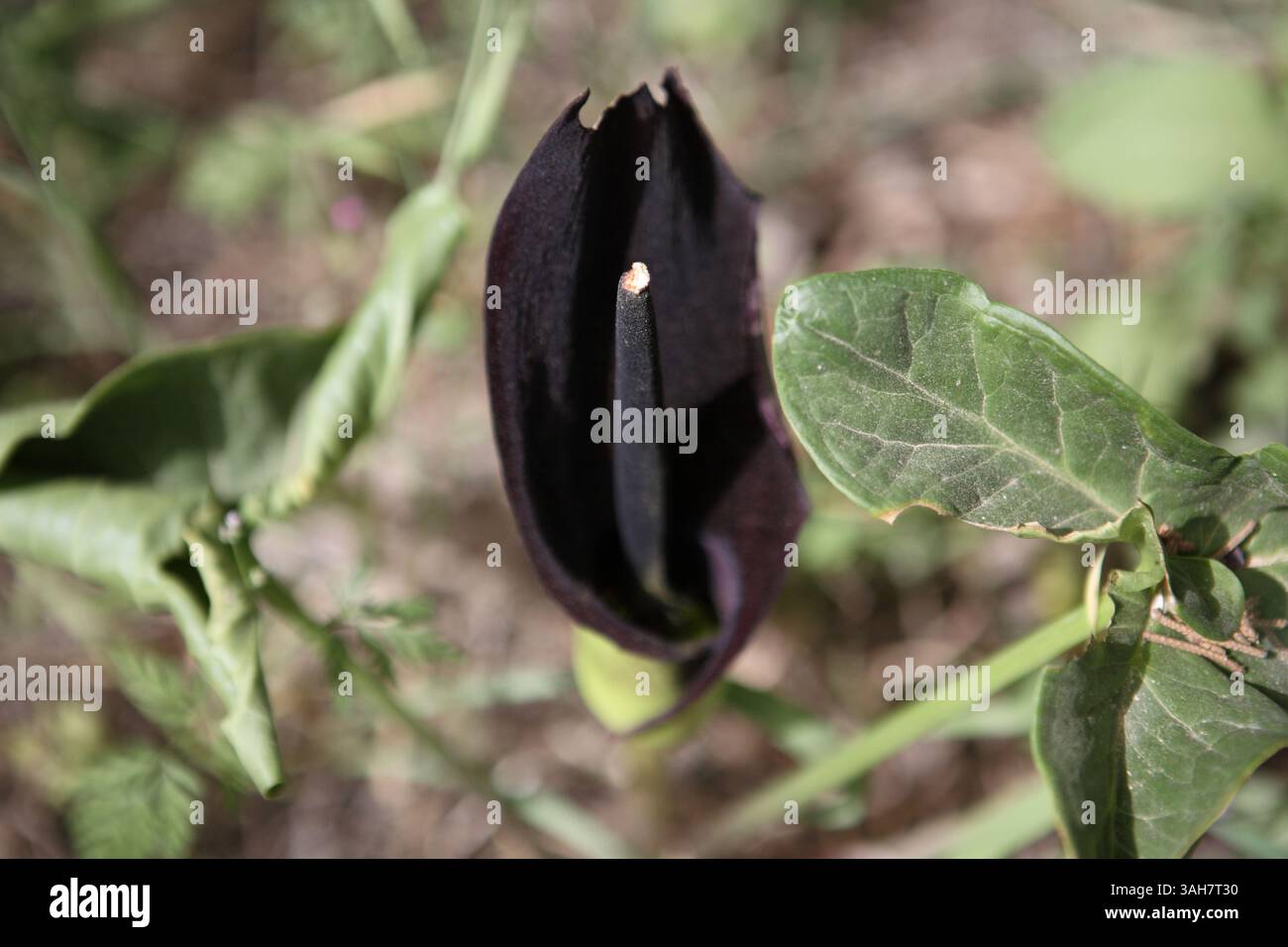 Palestine Arum, in Latin Arum Palaestinum, a medicinal wildflower in ...