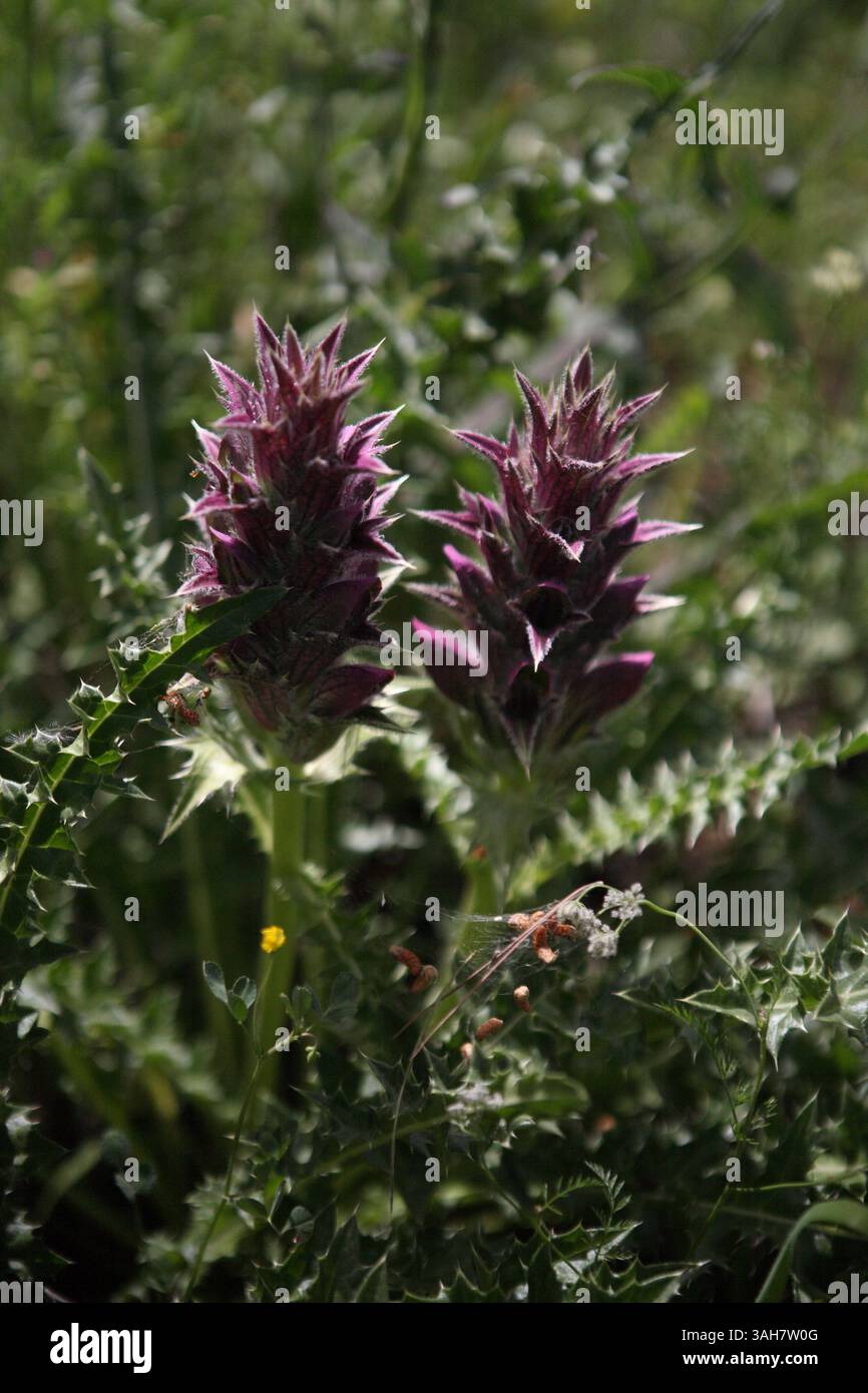 Syrian Bear's-Breech, Acanthus Syriacus of the Acanthaceae family ...