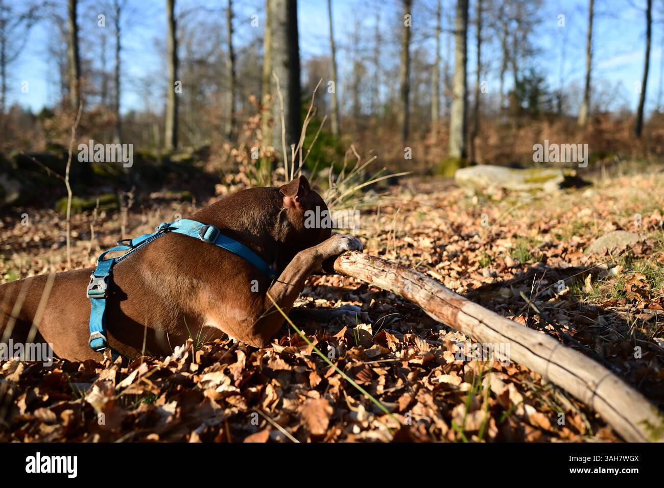 Skånes-Fagerhult, Skåne, Sweden. April 9 2025. Cute dog chewing on a ...