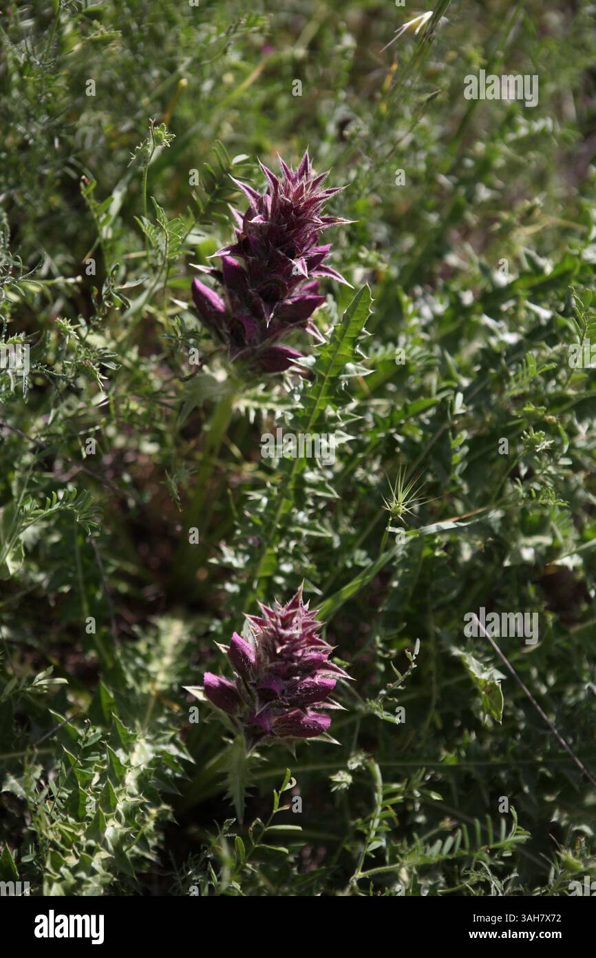 Syrian Bear's-Breech, Acanthus Syriacus of the Acanthaceae family ...