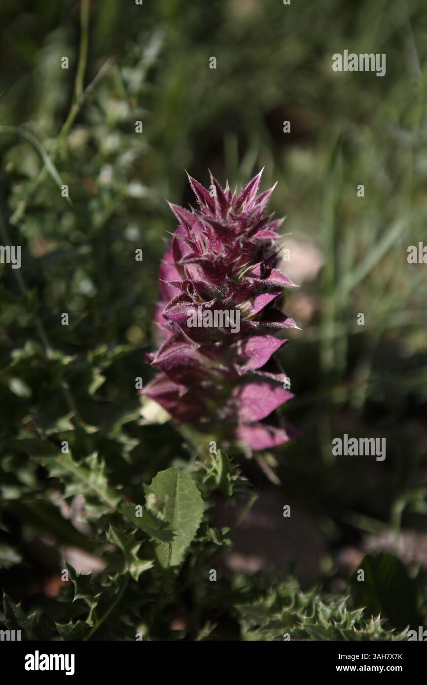 Syrian Bear's-Breech, Acanthus Syriacus of the Acanthaceae family ...