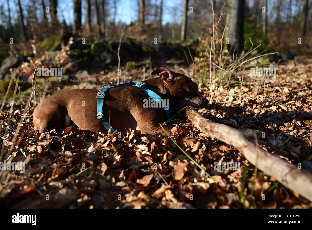 Skånes-Fagerhult, Skåne, Sweden. April 9 2025. Cute dog chewing on a ...