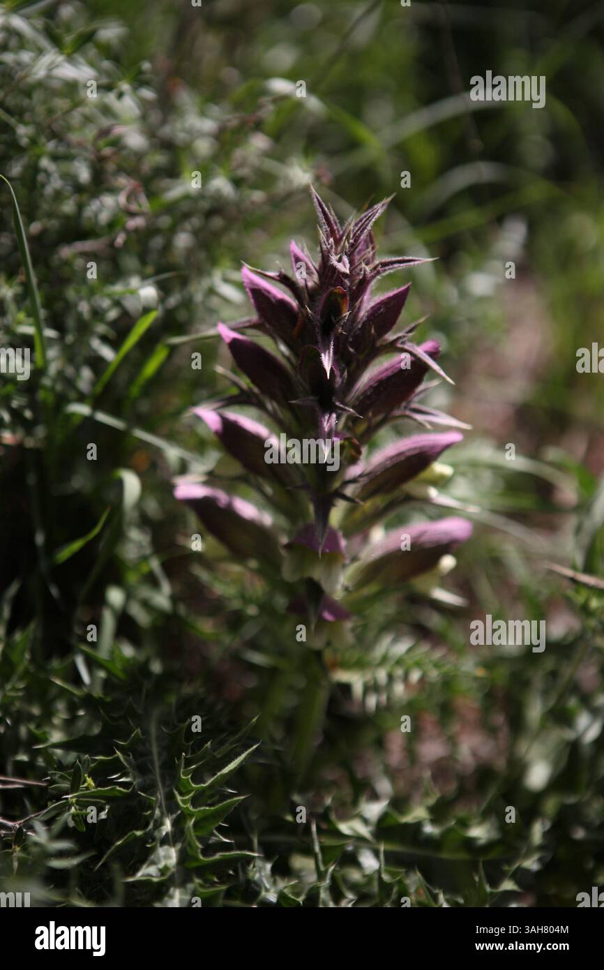 Syrian Bear's-Breech, Acanthus Syriacus of the Acanthaceae family ...