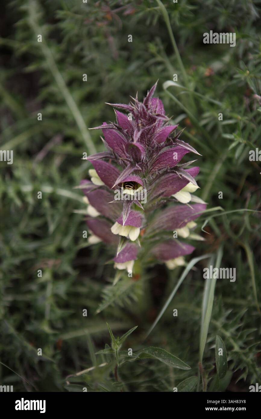 Syrian Bear's-Breech, Acanthus Syriacus of the Acanthaceae family ...