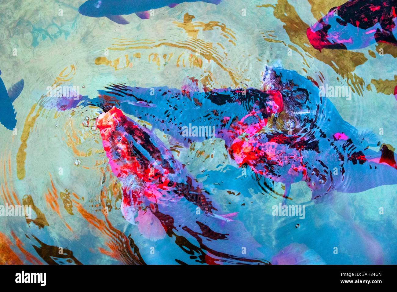 Koi fish in patterned water surface close view Stock Photo - Alamy