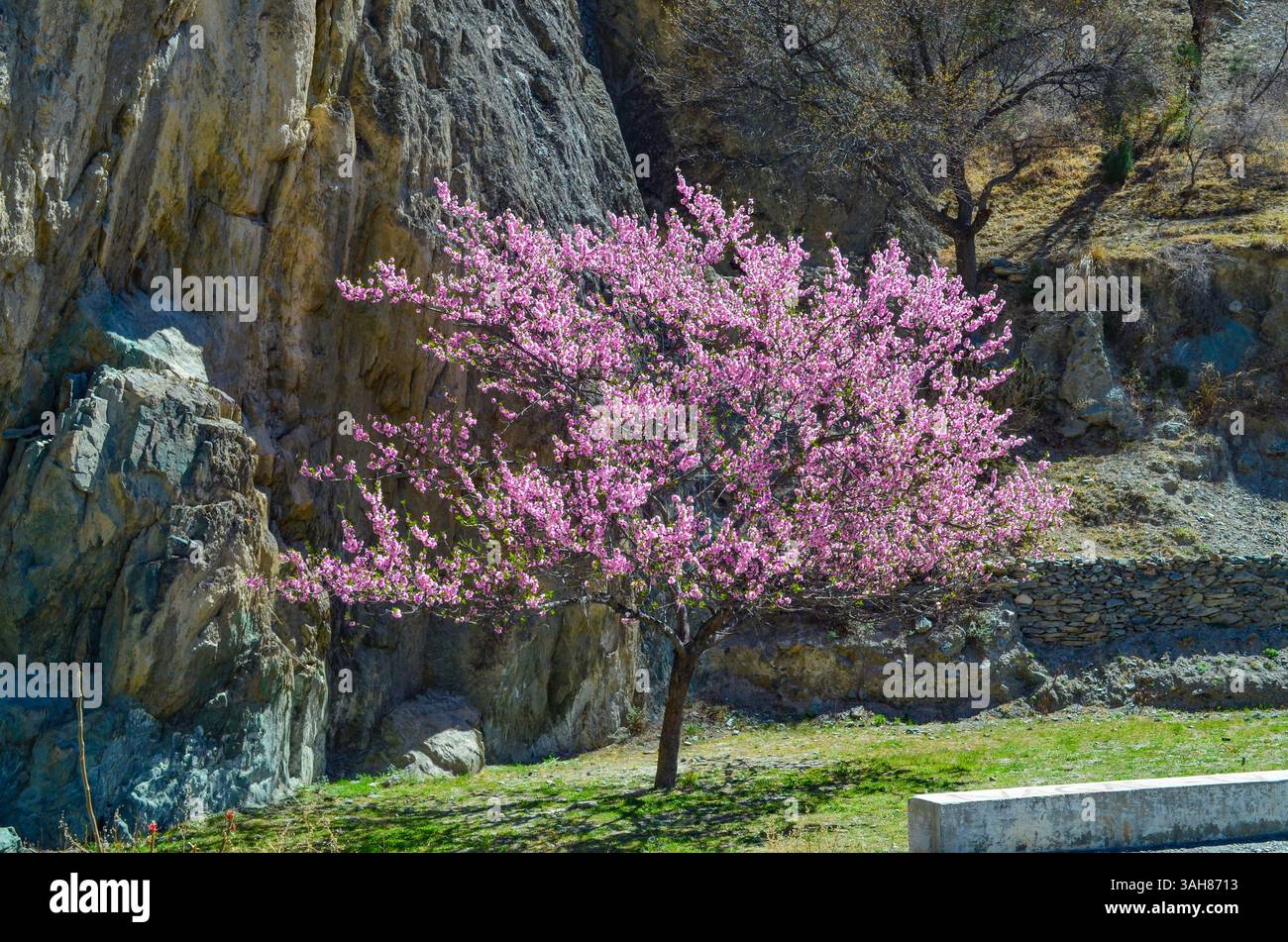 The courtyard of Altit Fort comes alive in spring with apricot, cherry ...