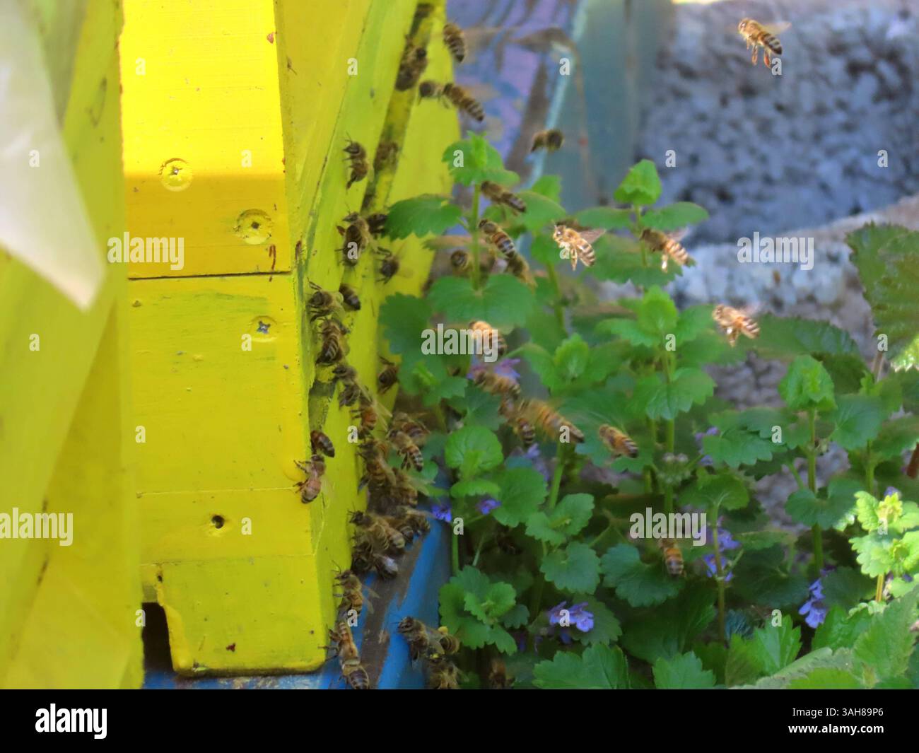 ...die fleißigen Helfer des Menschen fueer die Bestaeubung seiner ...