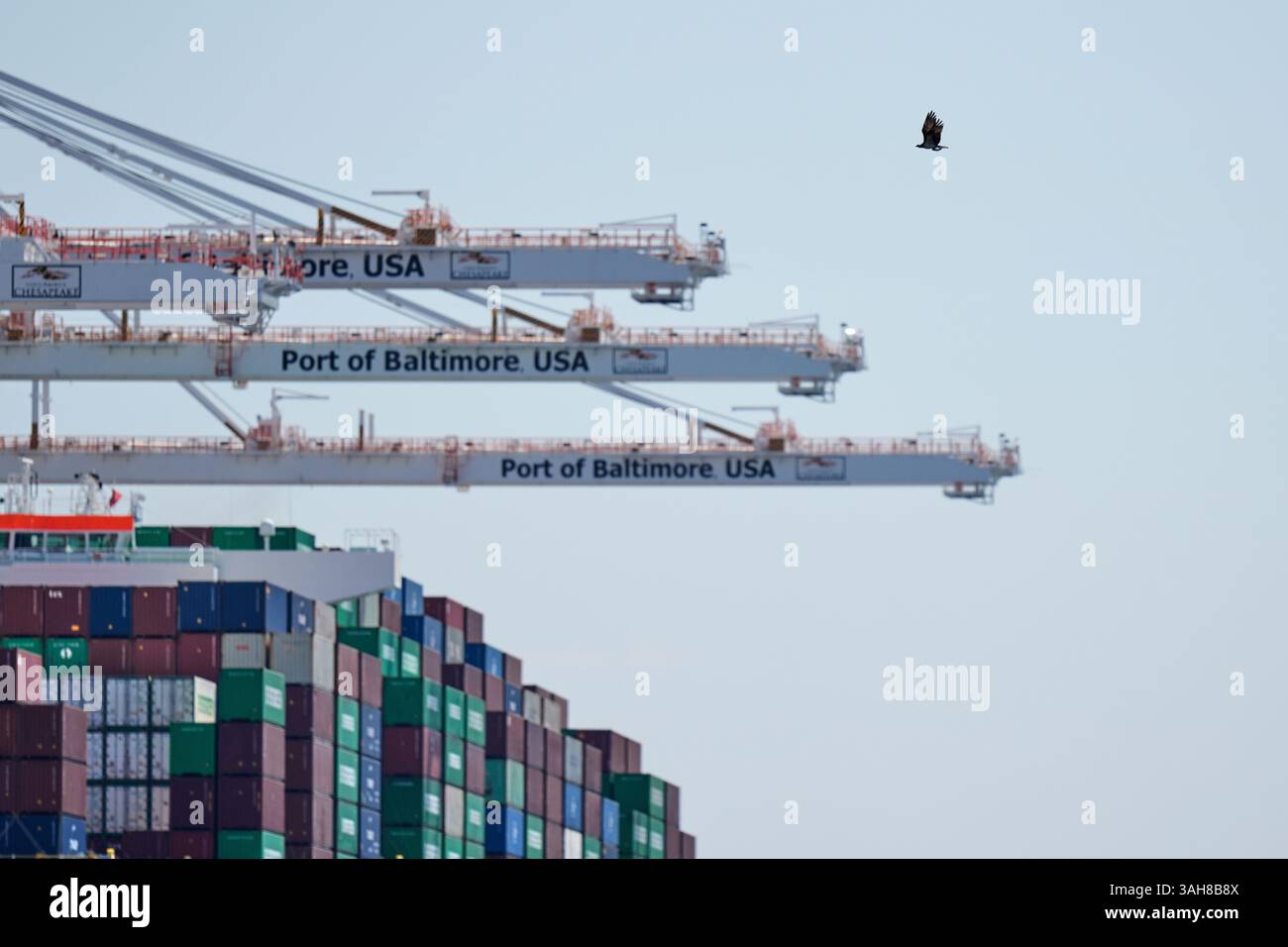 A bird flies near the container ship Talos while it is docked at the ...