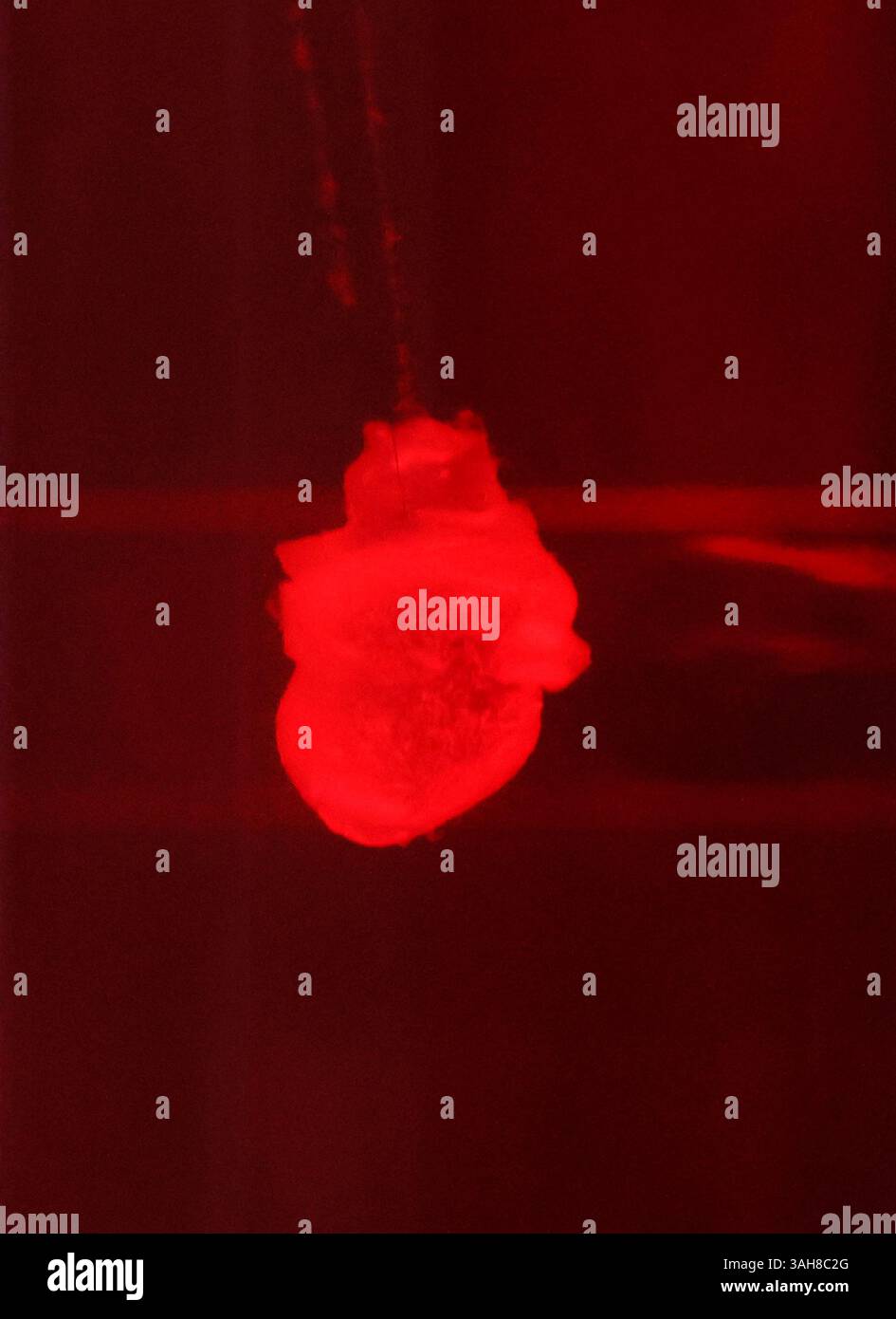 Osaka, Japan. 9th Apr, 2025. An artificial hart made of iPS cell sheets ...