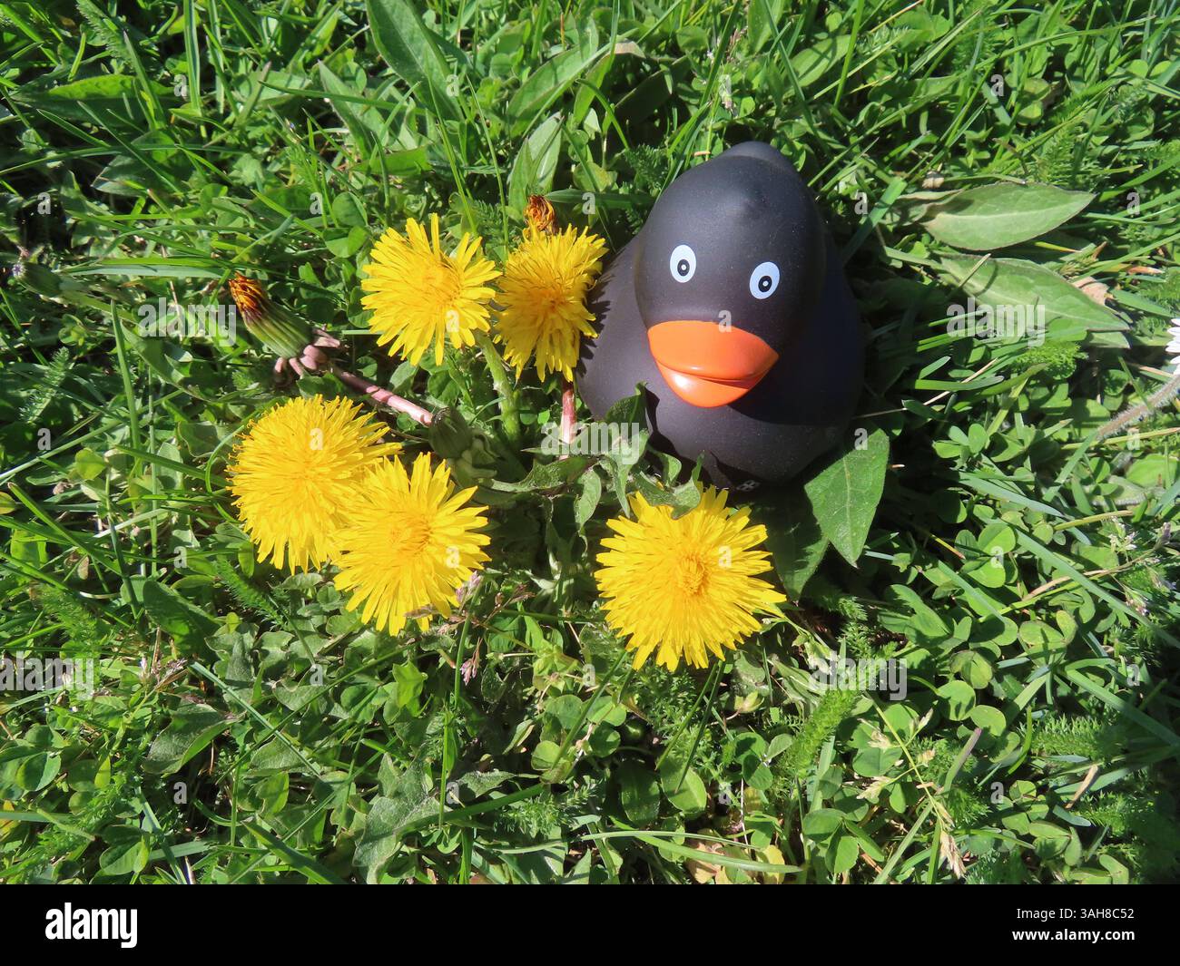 ...muss ja nicht immer eine gelbe Ente sein...diese hier ist schwarz ...