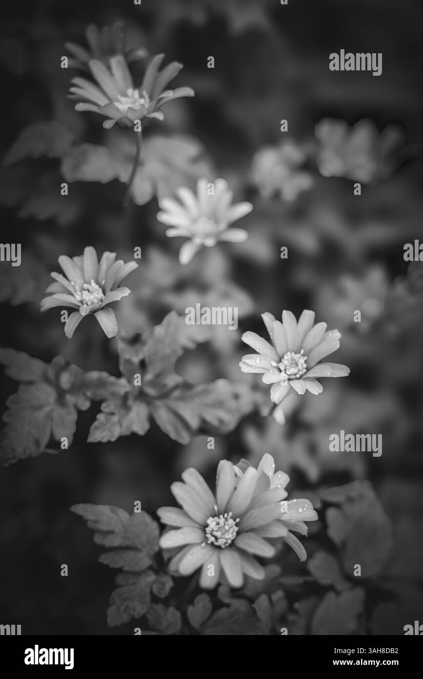 Early spring perennial Black and White Stock Photos & Images - Alamy