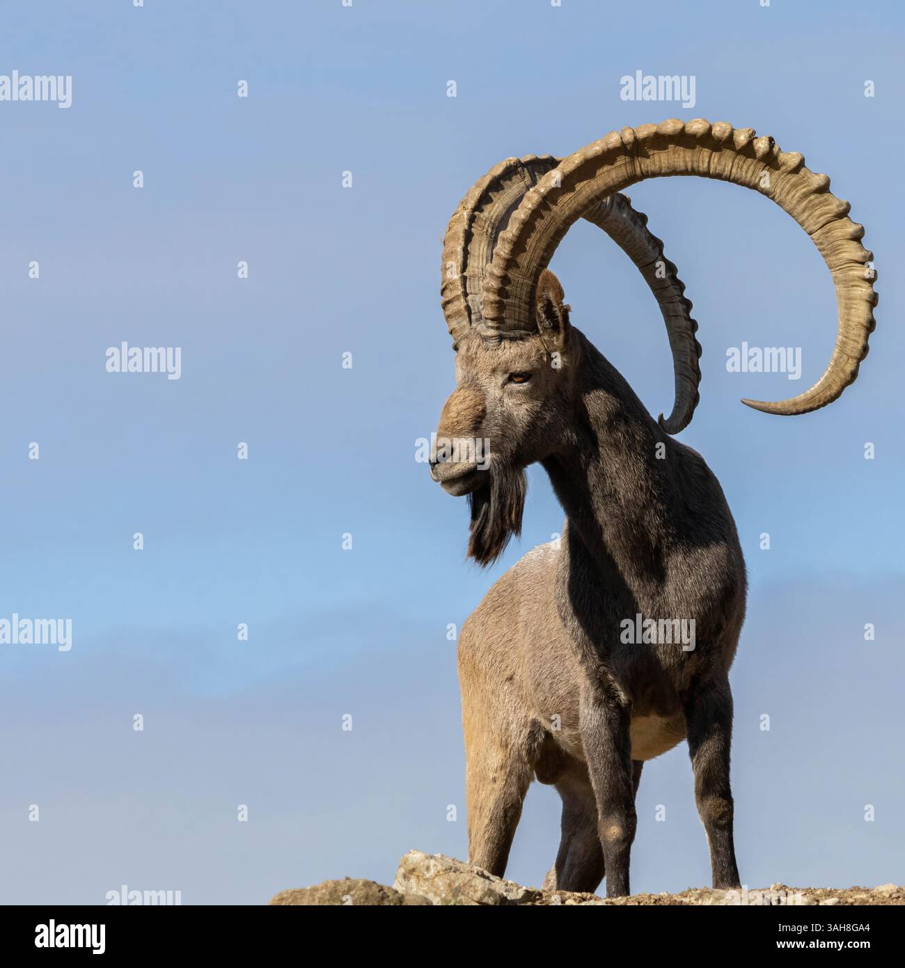 Male Siberian ibex Capra sibirica with his big horns Stock Photo - Alamy